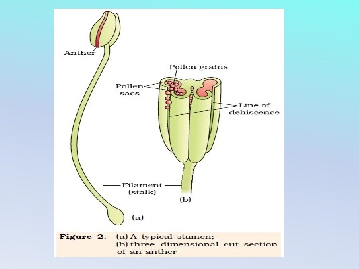 SEXUAL REPRODUCTION IN FLOWERING PLANTS Flower A fascinating