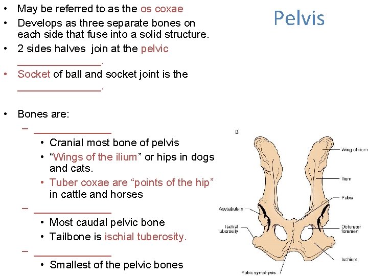 Appendicular Skeleton Hind Limb Connected to the axial