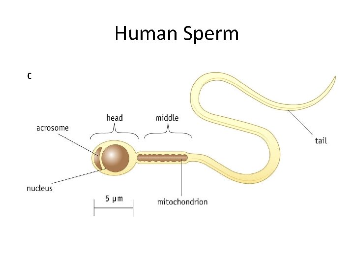 Gametes Structure and Function Human Ovum Human Sperm