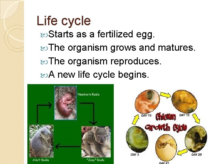 Chapter 4 Animal Growth and Heredity Lesson 1