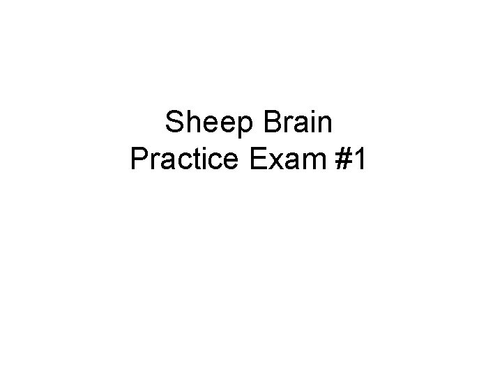 Sheep Brain Practice Exam 1 Name the following