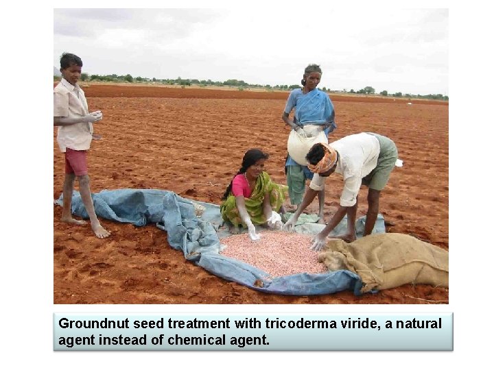 Promoting Sustainable Agriculture among small rainfed farmers Experiences