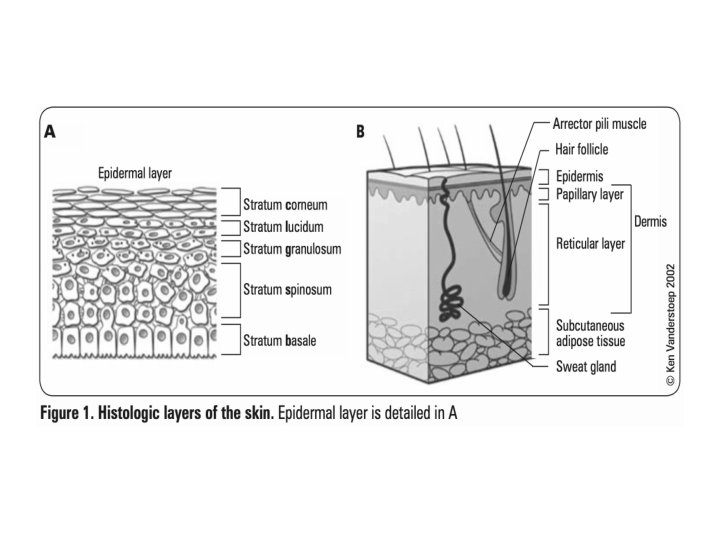Autoimmune Bullous Diseases Dr Abdullah ALAKEEL Assistant Professor