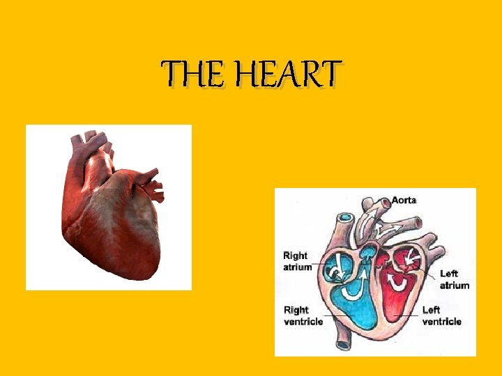 THE HEART What does the heart do Your