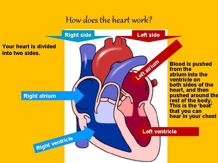 THE HEART What does the heart do Your