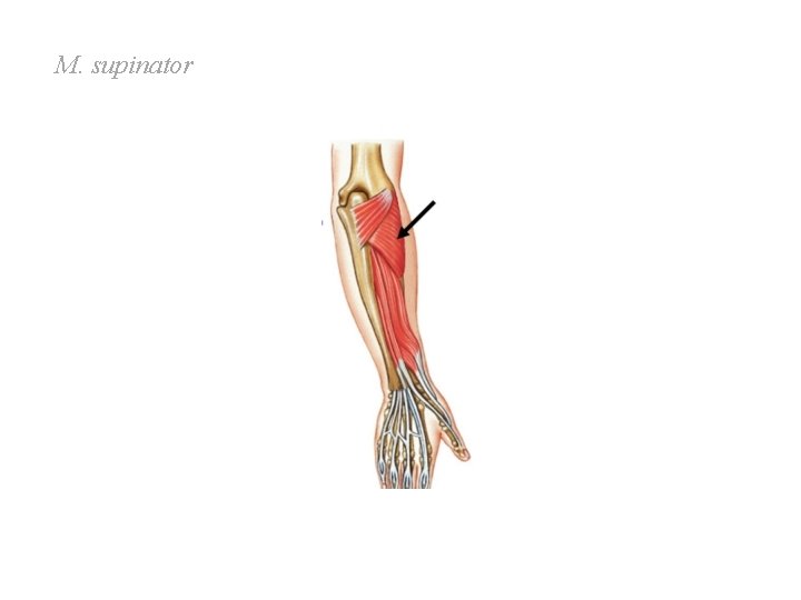 ANALIZA AGONISTA SUPINACIJE I PRONACIJE Fizioterapeutski tehniarka O