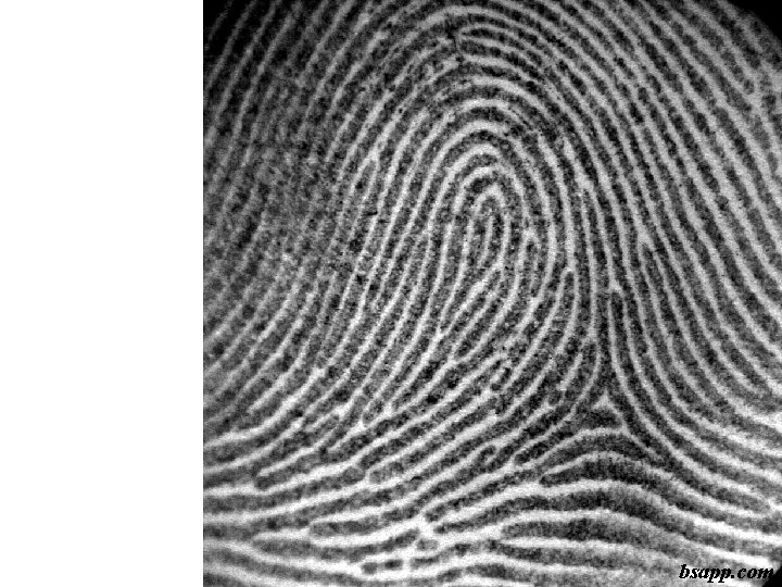 Fingerprints Lecture 3 Fingerprints How are fingerprints analyzed