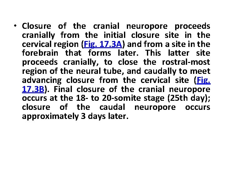 Central Nervous System The central nervous system CNS