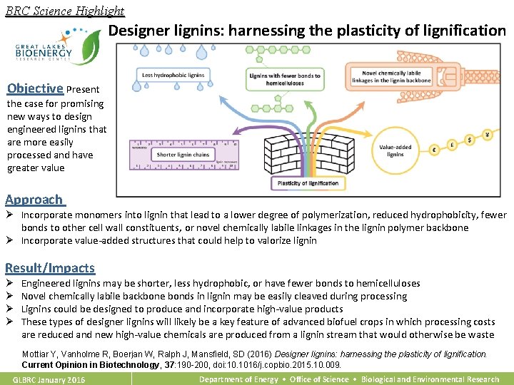 BRC Science Highlight Designer lignins harnessing the plasticity