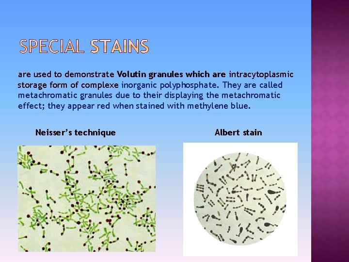 CORYNEBACTERIUM Lecture 8 Basmah Almaarik Catalase ve Motile