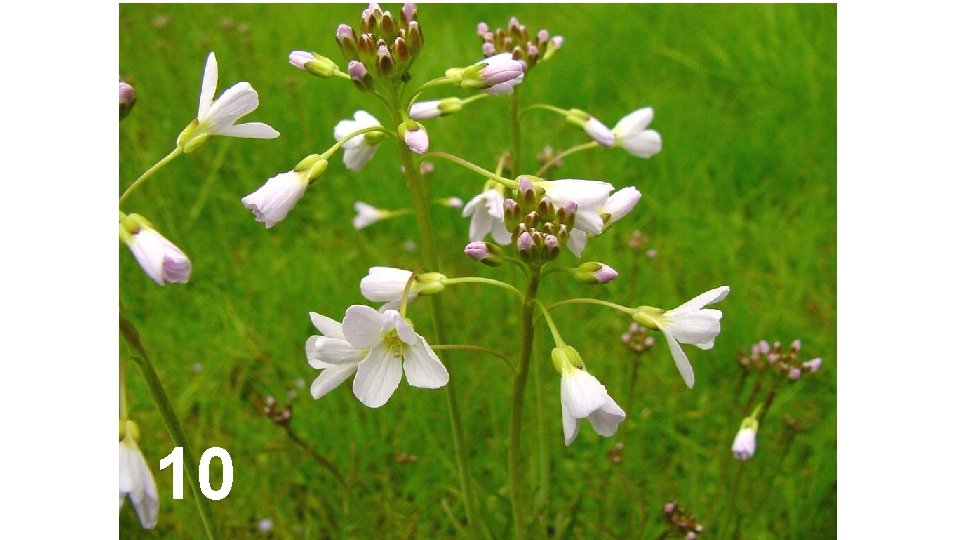 Herbariumbingo Hogeschool Rotterdam Ellian van Strien Emma Versteegh