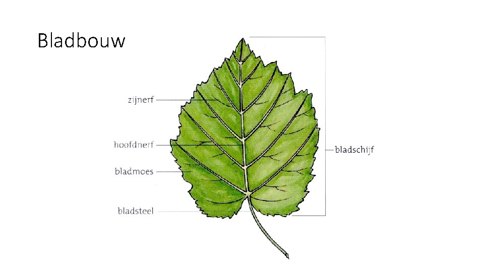 Herbariumbingo Hogeschool Rotterdam Ellian van Strien Emma Versteegh