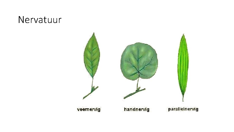 Herbariumbingo Hogeschool Rotterdam Ellian van Strien Emma Versteegh