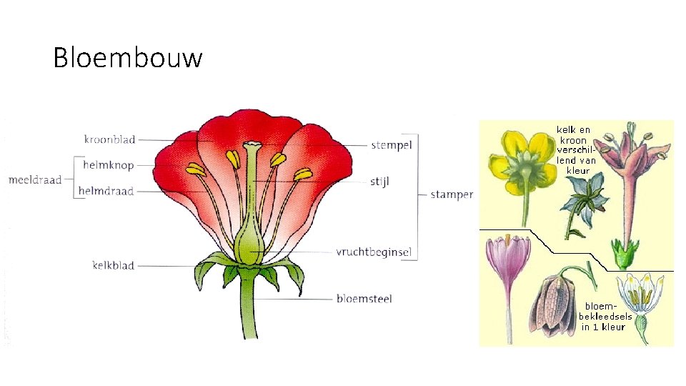 Herbariumbingo Hogeschool Rotterdam Ellian van Strien Emma Versteegh