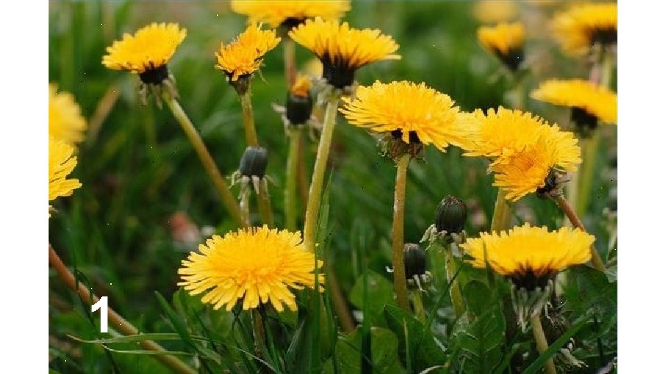 Herbariumbingo Hogeschool Rotterdam Ellian van Strien Emma Versteegh