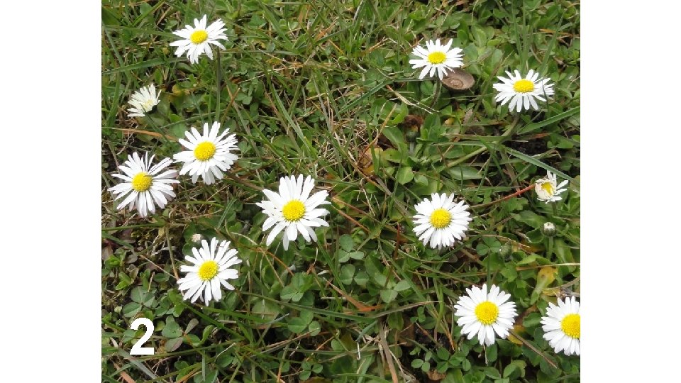 Herbariumbingo Hogeschool Rotterdam Ellian van Strien Emma Versteegh