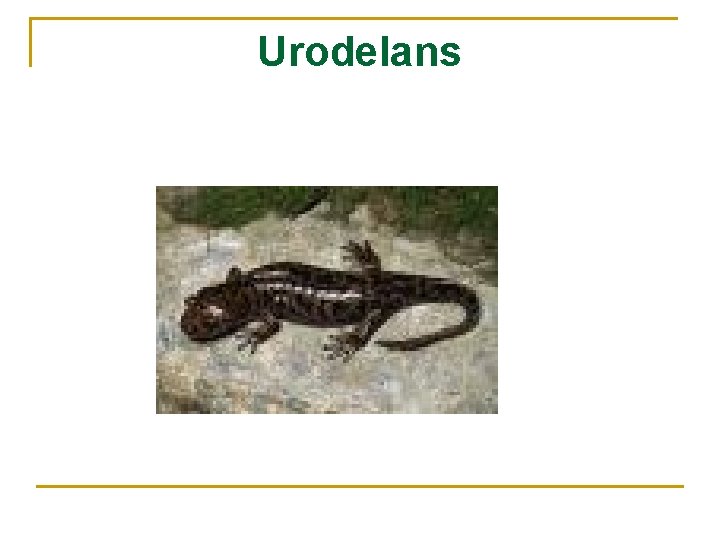 Amphibians Advanced Life Science Rainier JrSr High School