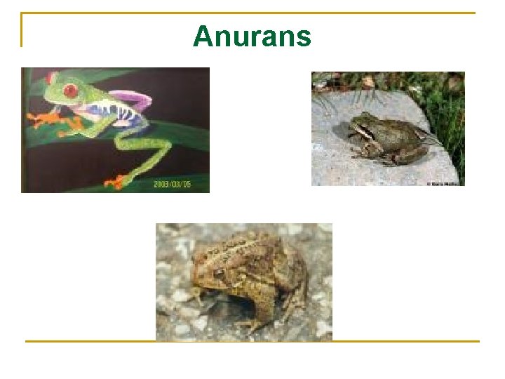 Amphibians Advanced Life Science Rainier JrSr High School