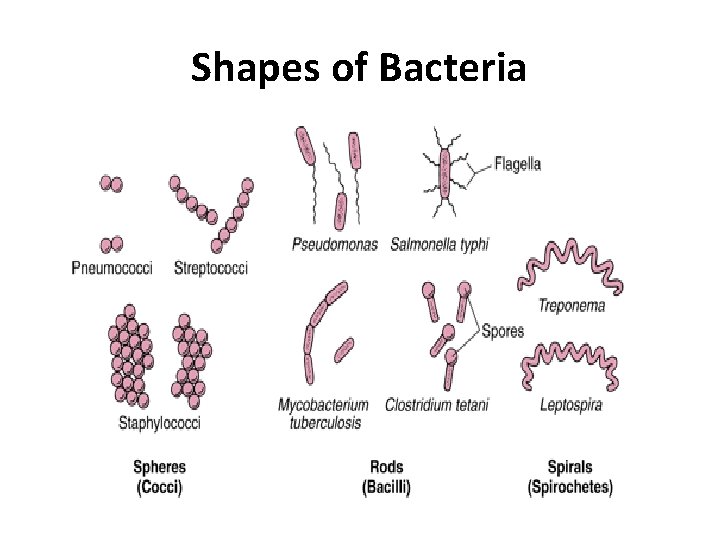 Bacterial Structure Function Bacterial Genetics Prof Hanan Habib