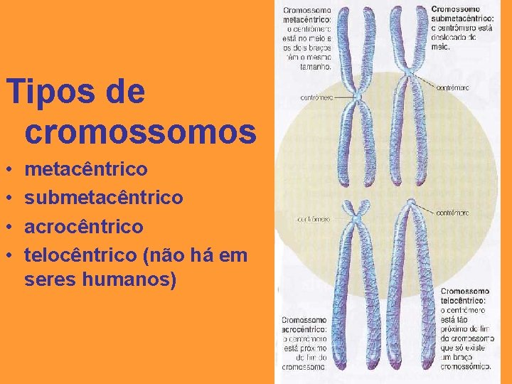 CROMOSSOMOS Tipos de cromossomos metacntrico submetacntrico acrocntrico ...