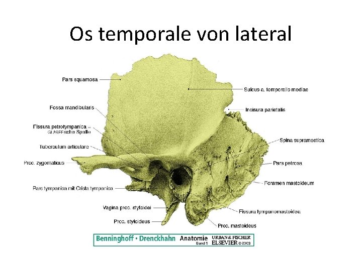 33 Os temporale uere und innere Schdelbasis Dvid