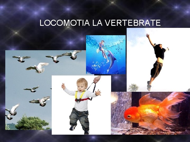 LOCOMOTIA LA VERTEBRATE Miscarea animalelor in spatiu are
