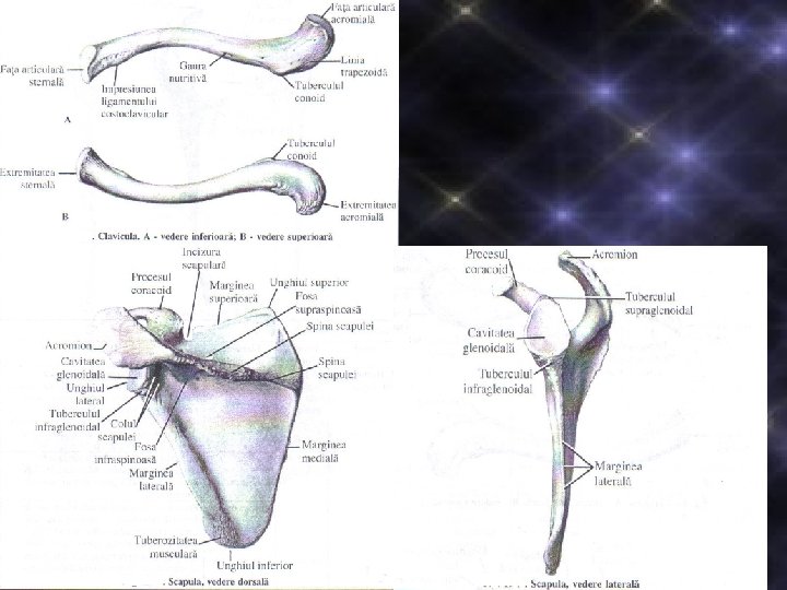 LOCOMOTIA LA VERTEBRATE Miscarea animalelor in spatiu are