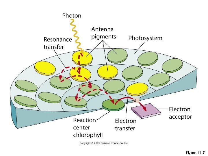 Chapter 11 Phototrophic Energy Metabolism Photosynthesis Photosynthesis the