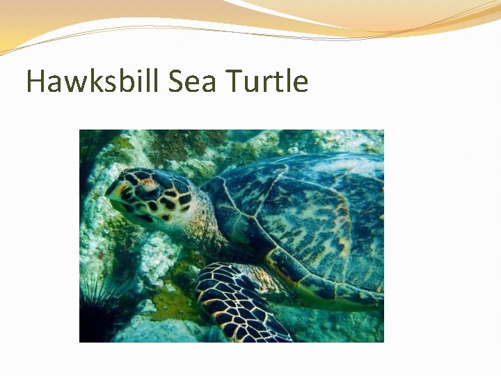 SEA TURTLES An Introduction to Sea Turtles Sea