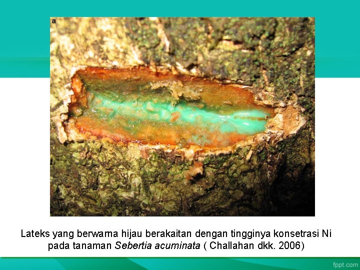 RESPON TUMBUHAN TERHADAP CEKAMAN LOGAM BERAT Oleh KELOMPOK