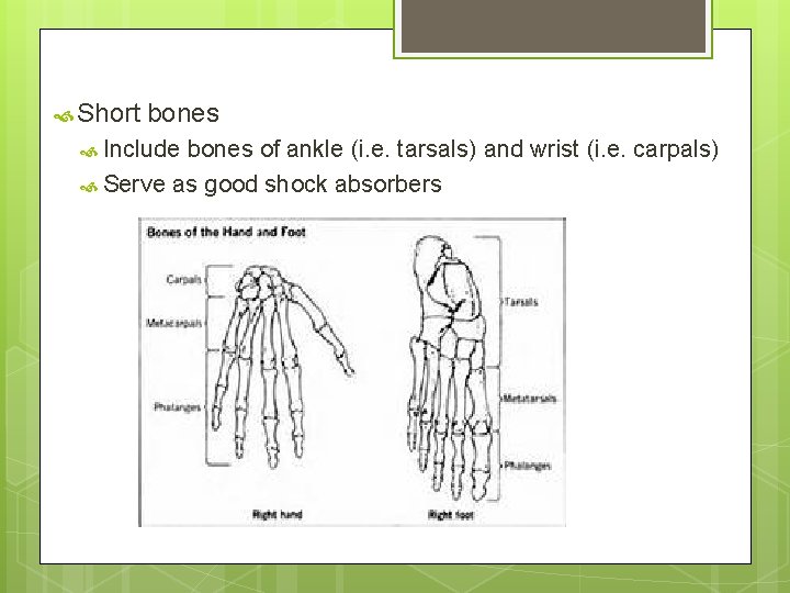 The Musculoskeletal System The Bare Bones of Human