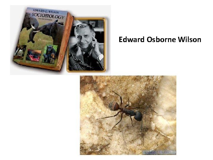 Biodiversit concept enjeux Edward Osborne Wilson Walter G