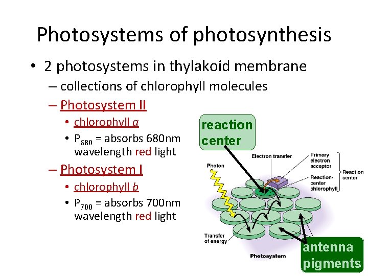 Chapter 10 Photosynthesis Photosynthesis in nature Auautotrophs biotic