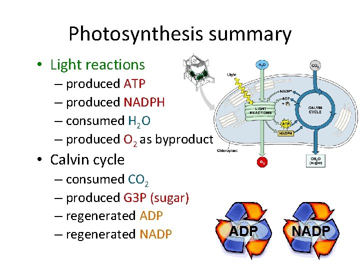 Chapter 10 Photosynthesis Photosynthesis in nature Auautotrophs biotic