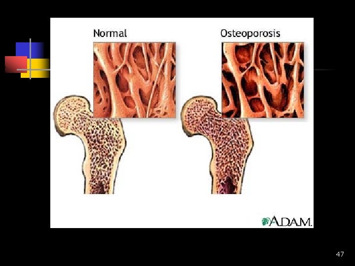 Skeletal System Skeletal System 206 bones Functions n