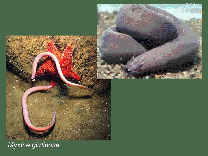 Kraljenjaci Vertebrata Sistematska podjela ivotinja 1 2 3