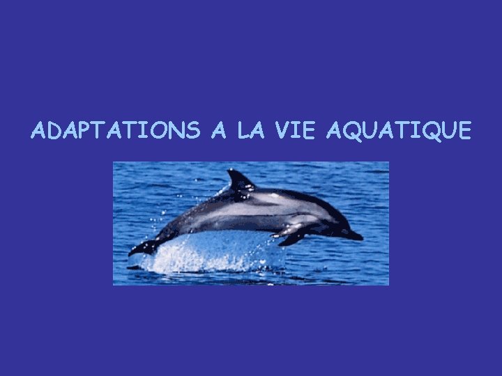ADAPTATIONS A LA VIE AQUATIQUE Les ctacs ont