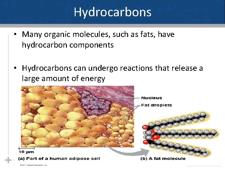 Learning Objectives Explain how the properties of carbon