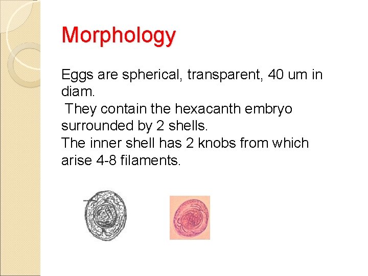 Hymenolepis Nana The Dwarf Tapeworm Geographical Distribution Most