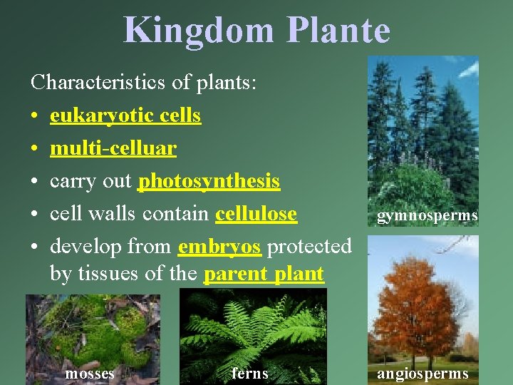 Unit 5 Plants Kingdom Plante Characteristics of plants