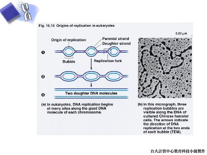 DNA 2 transformation 1944 Oswald Averytransforming agent DNA