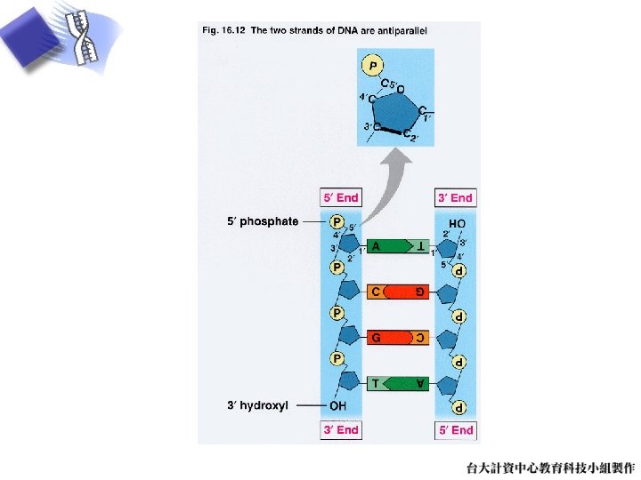 DNA 2 transformation 1944 Oswald Averytransforming agent DNA