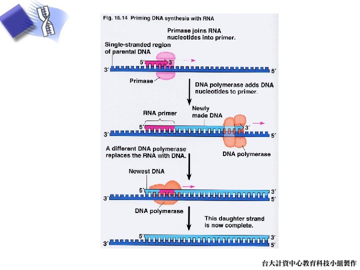DNA 2 transformation 1944 Oswald Averytransforming agent DNA