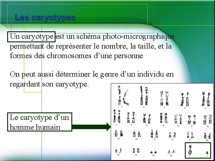 La reproduction sexue Power Point 2 9 2
