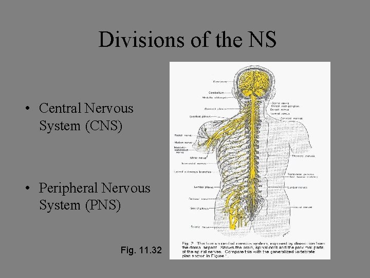 THE NERVOUS SYSTEM Divisions of the NS Central