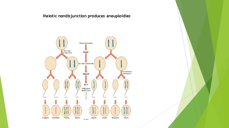 Genetics disorders2 Numerical changes in chromosome numbers Aneuploidy