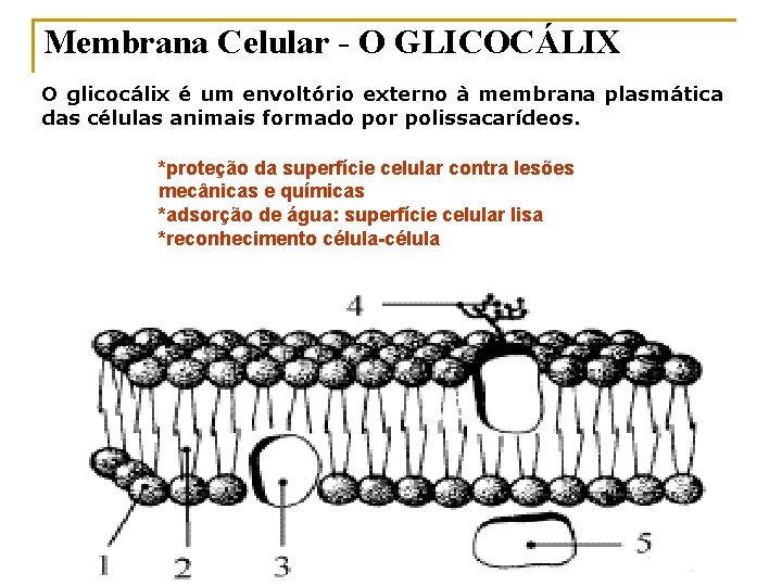 Transporte de Substncias atravs da Membrana Celular Profa