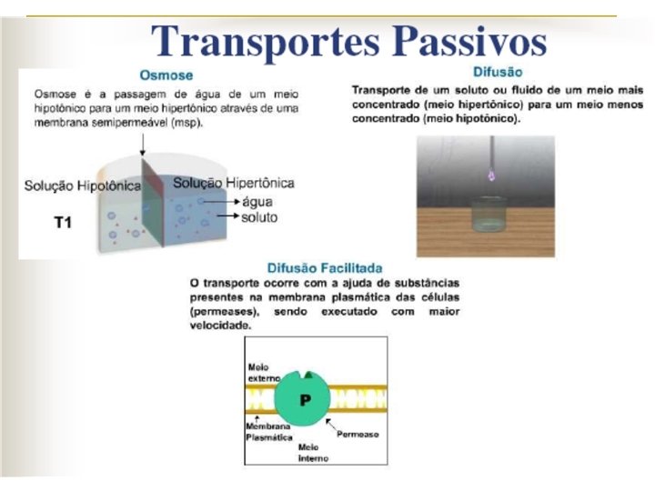 Transporte de Substncias atravs da Membrana Celular Profa
