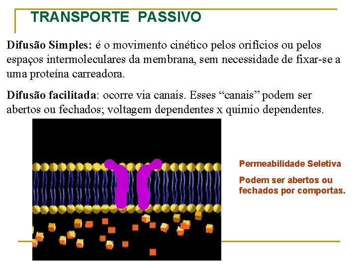 Transporte de Substncias atravs da Membrana Celular Profa