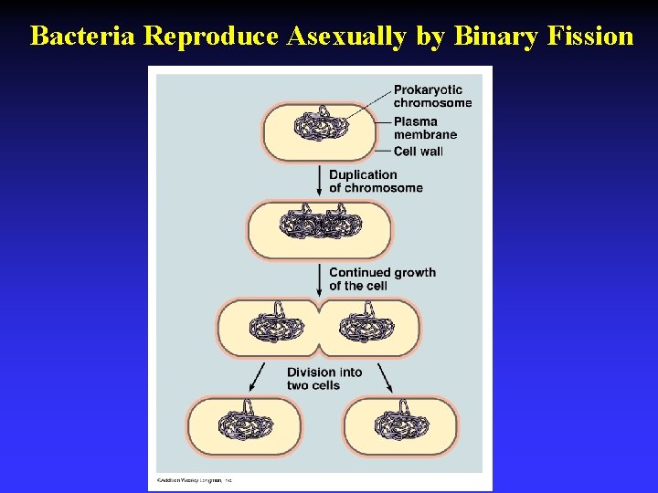 Chapter 8 The Cellular Basis of Reproduction and